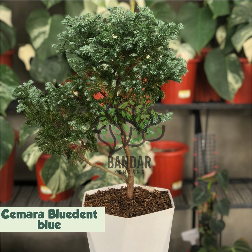 Jual Tanaman Daun Hias Cemara Bluedent/Silver Pine - Cemara Biru ...