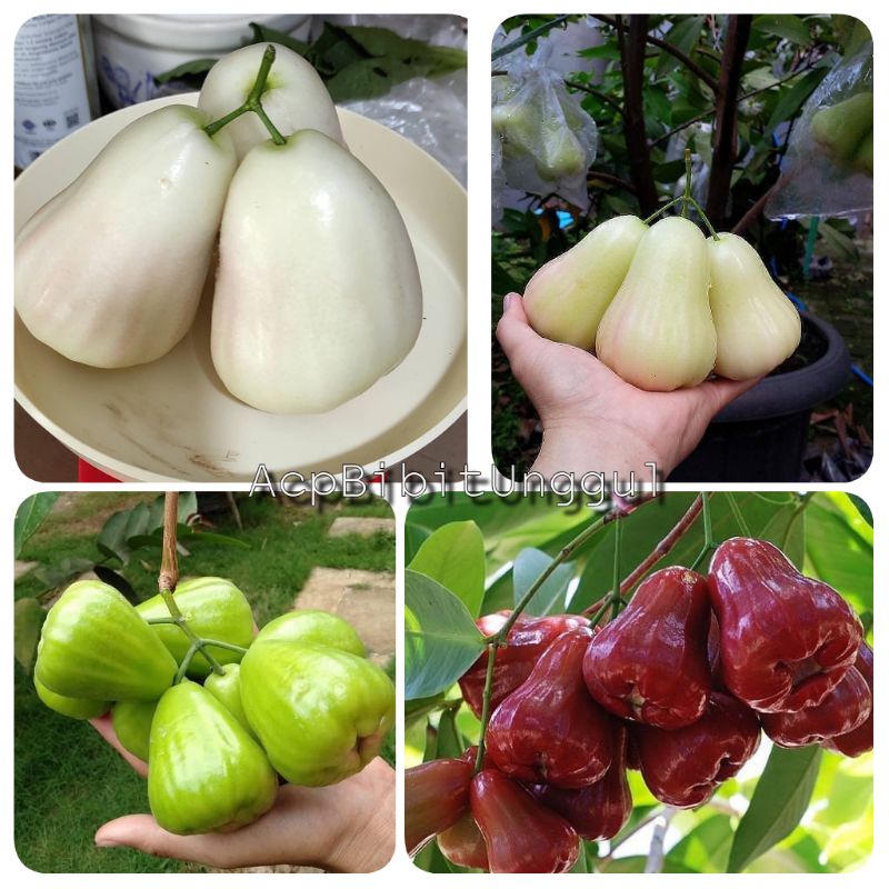 Jual PROMO PAKET 4 BIBIT JAMBU AIR MADU SUPER (merah,hijau,putih,susu ...