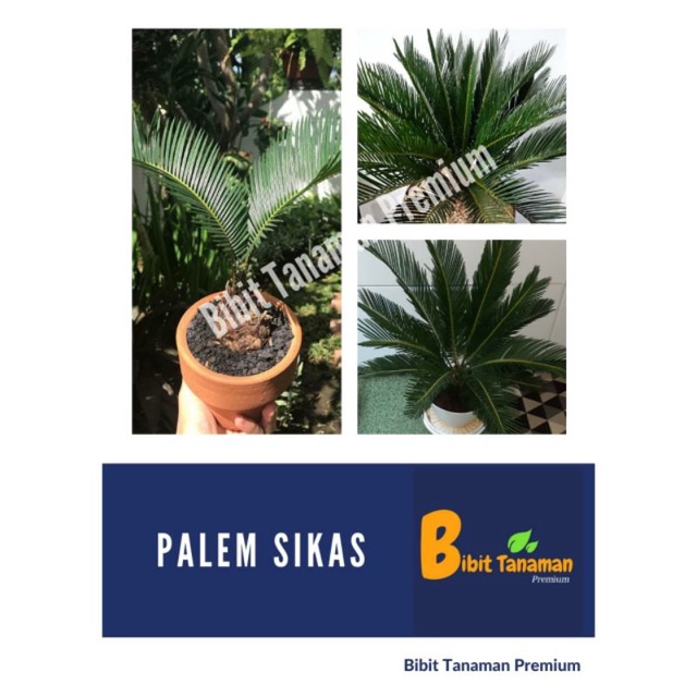 Jual BIBIT PALEM SIKAS / MAWAR JAMBE / PAKIS HAJI (BIBIT TANAMAN ...