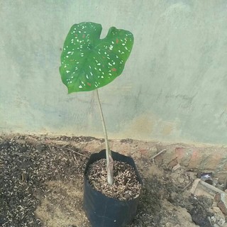 Jual Bunga Talas Bintik | Shopee Indonesia