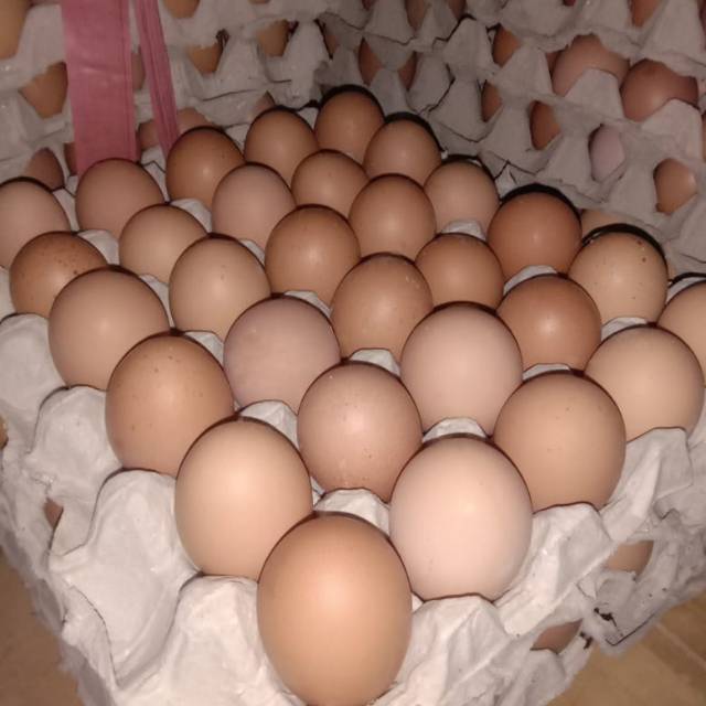 Produk Agen Telur nurani | Shopee Indonesia