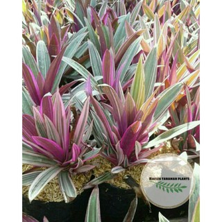 Jual Adam Hawa Variegata - Tradescantia Spathacea / Rhoeo Discolor ...