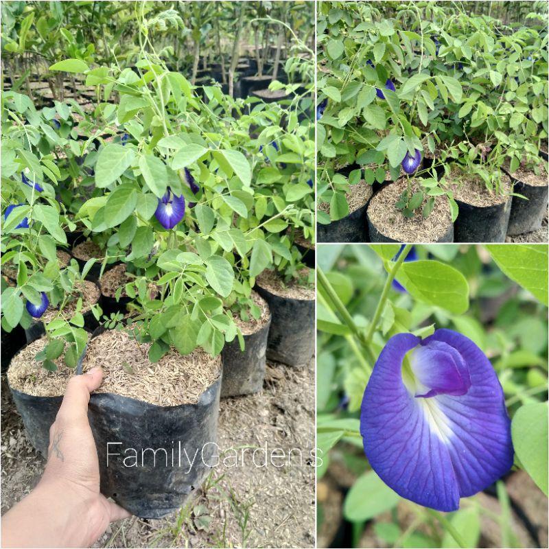 Jual Tanaman Herbal Bunga Telang | Shopee Indonesia