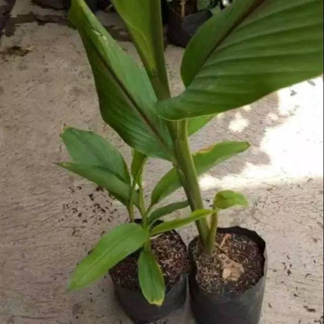 Jual Tanaman herbal pohon temulawak - tanaman curcuma temulawak ...