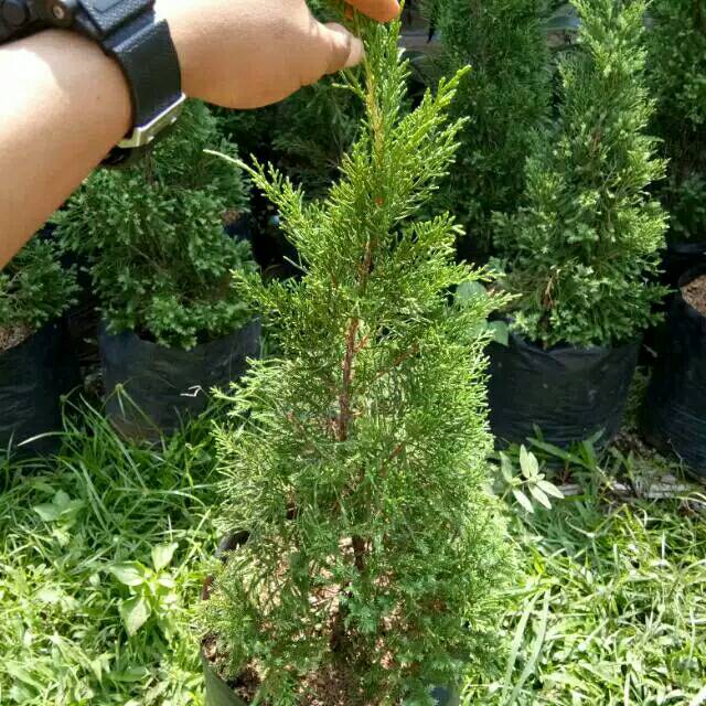 Jual pohon Cemara lilin tanaman cemara lilin pohon cemara natal ... Jual pohon Cemara lilin tanaman cemara lilin pohon cemara natal ...