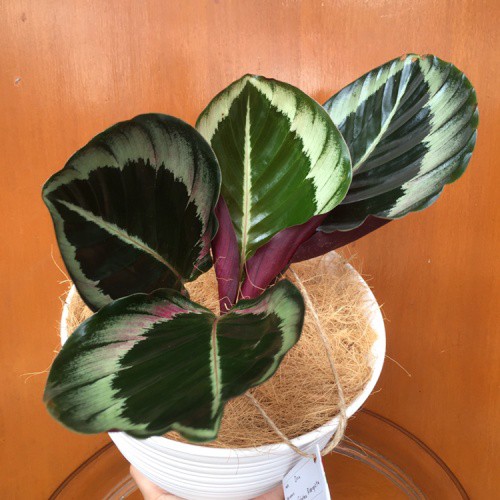 Jual tanaman calathea roseopicta / cynthia | Shopee Indonesia