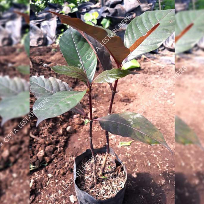 Jual Paket 5 Bibit Pohon Daun Ungu Hemat - Tanaman Herbal Handeleum p4g ...