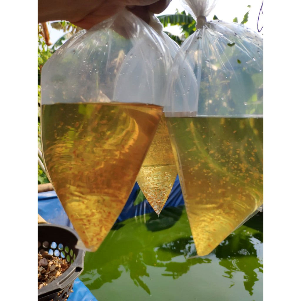 Jual Daphnia Magna PAKET 3kantong / kutu air raksasa makanan burayak ...