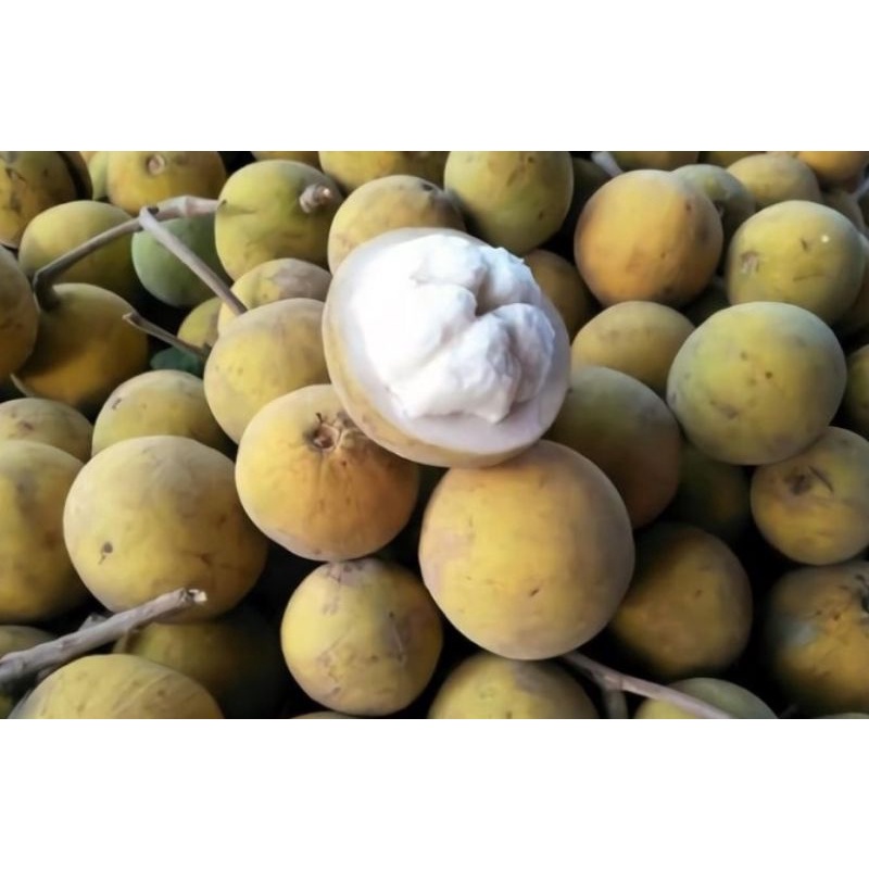 Jual BUAH KECAPI DAUN MANIS/kecapi fresh 1kg | Shopee Indonesia Jual BUAH KECAPI DAUN MANIS/kecapi fresh 1kg | Shopee Indonesia