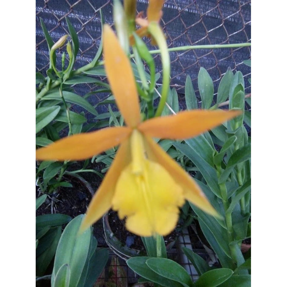 Wow 19+ Gambar Bunga Berwarna Orange - Gambar Bunga Indah