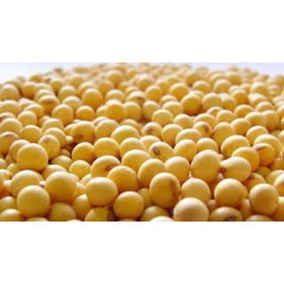 Jual BENIH KEDELAI VARIETAS ANJASMORO REPACK 5Kg | Shopee Indonesia