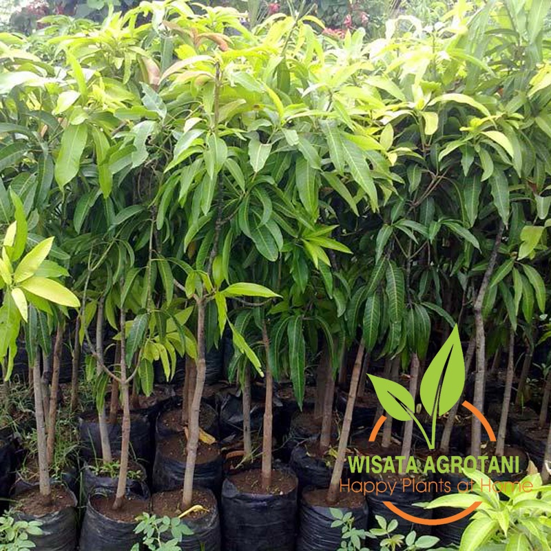 Jual Bibit Mangga Harum Manis/ Mangga Okulasi/ Mangga Manis Batang ...