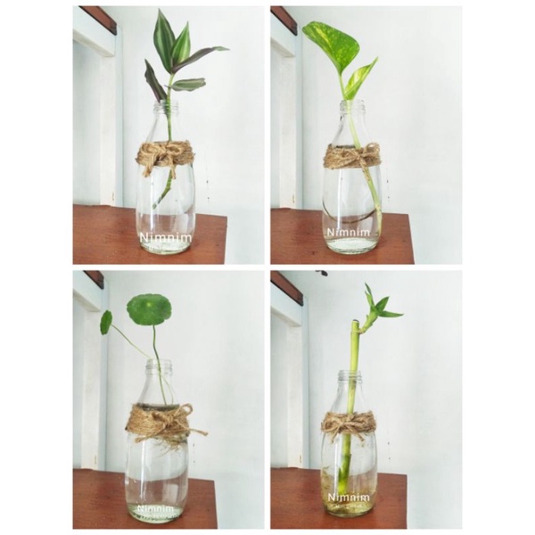 Jual Dekorasi indoor aesthetic decor tanaman air botol | Shopee Indonesia