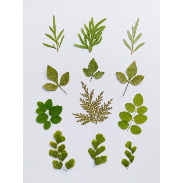 Jual Various Leaves Collection - Jenis Daun - Macam daun - Pressed ...