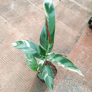 Jual ( BISA COD ) Tanaman Hias Helicornia Varigata / Pohon Pisang ...
