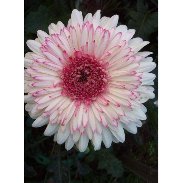 Jual bibit bunga gerbera hybrid import/hebras (warna terbaru mix aneka macam jenis dan warna ...