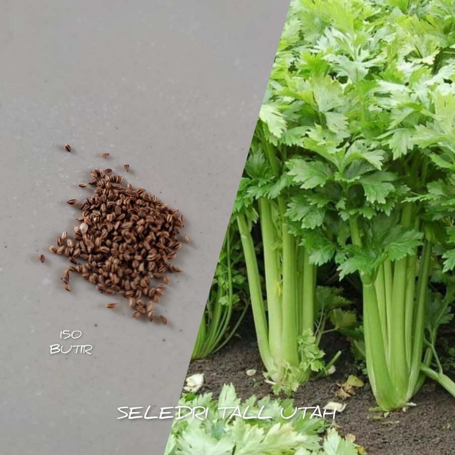 Jual 200 BUTIR BIJI/BENIH SELEDRI BATANG UKURAN BESAR TALL UTAH ...