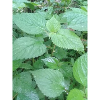 Jual Promo daun pulus.daun Jelatang.gatal segar 500gram | Shopee Indonesia