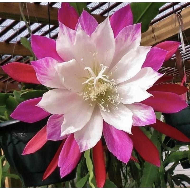 Jual Bunga hidup wijaya kusuma rainbow-tanaman hidup-bunga hidup(bunga ...