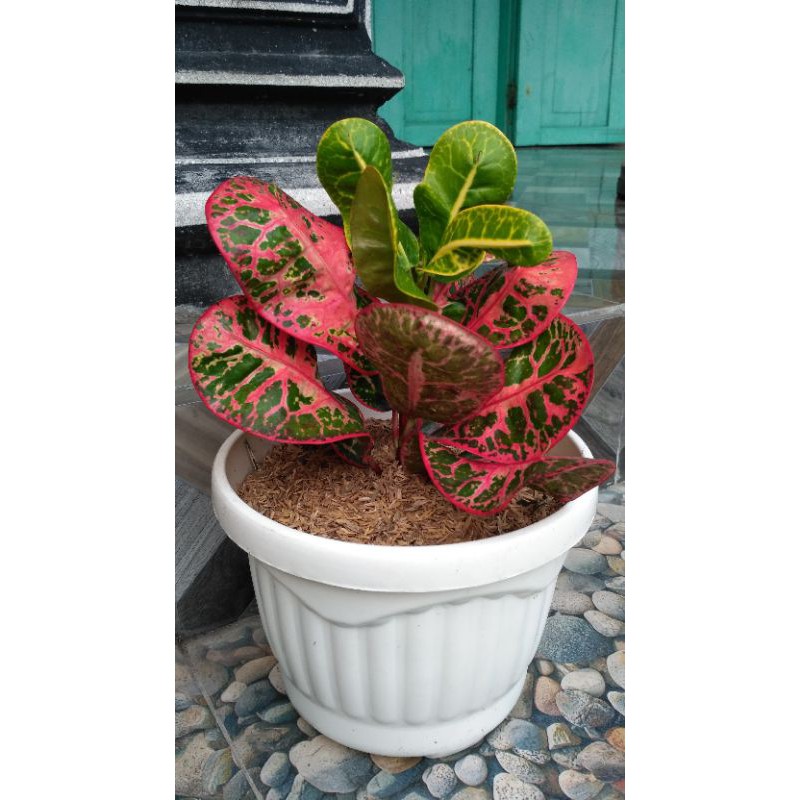 Jual puring kirana merah murah banyak varian | Shopee Indonesia