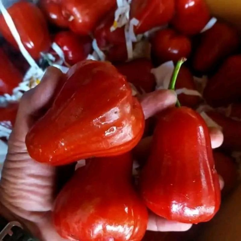 Jual buah jambu air citra|jambu air citra|500gram|nuri fruits|buah ...