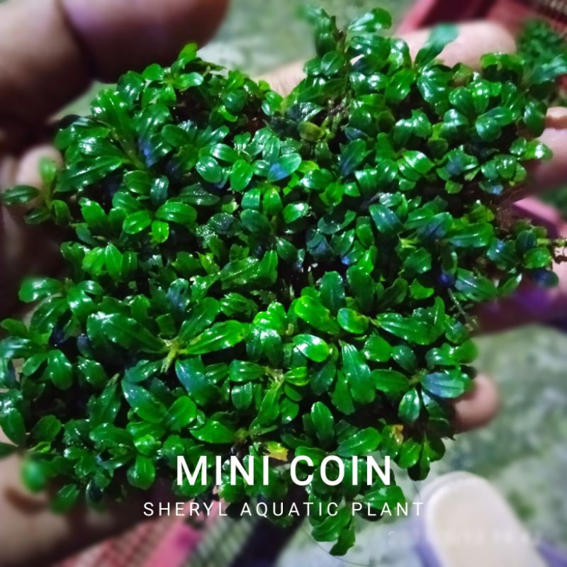 Jual Bucephalandra Mini Coin Tanaman Aquascape | Shopee Indonesia