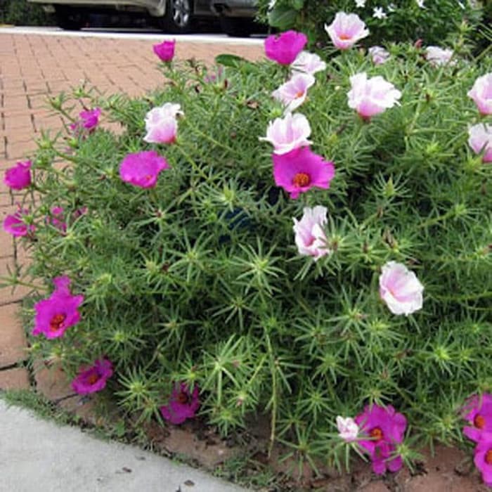 Jual Tanaman hias Sutra bombay bunga ungu besar - Portulaca grandiflora ...