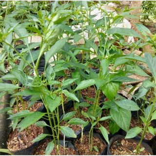 Jual Paket 3 Bibit Tanaman Pohon Cabai Kriting - Cabai Rawit - Pohon ...