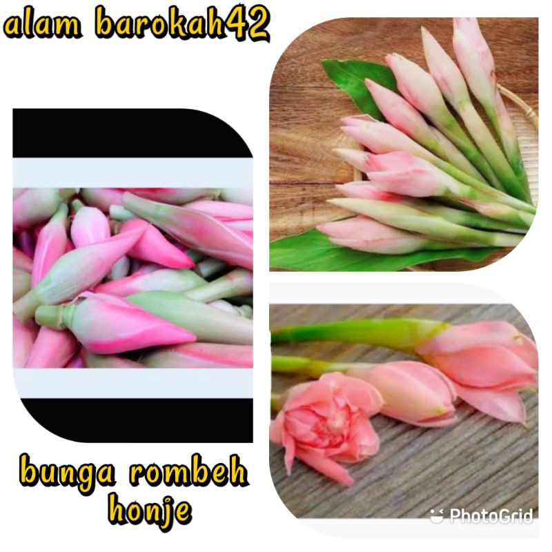 Jual BUNGA rombeh / comrang/ kecombrang honje segar 1000 Gram/ 1 kg ...