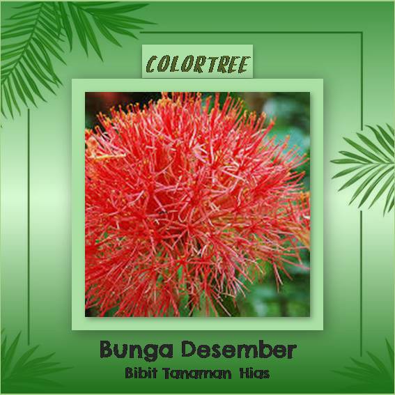 Paling Populer 26+ Gambar Tanaman Bunga Desember - Gambar Bunga Indah