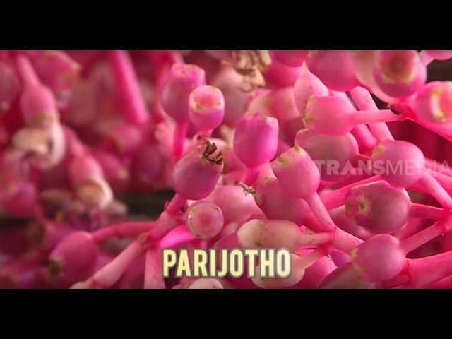 Produk Parijotho Indonesia | Shopee Indonesia