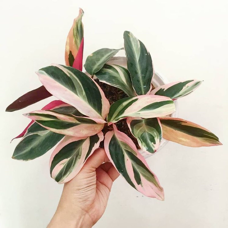 Jual Tanaman Hias Chalathea Meranti Bali - meranti tree color -Tanaman ...