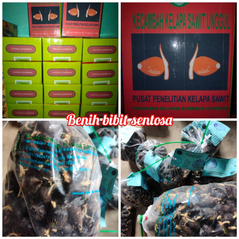 Harga Marihat Terbaru April 2024 |BigGo Indonesia