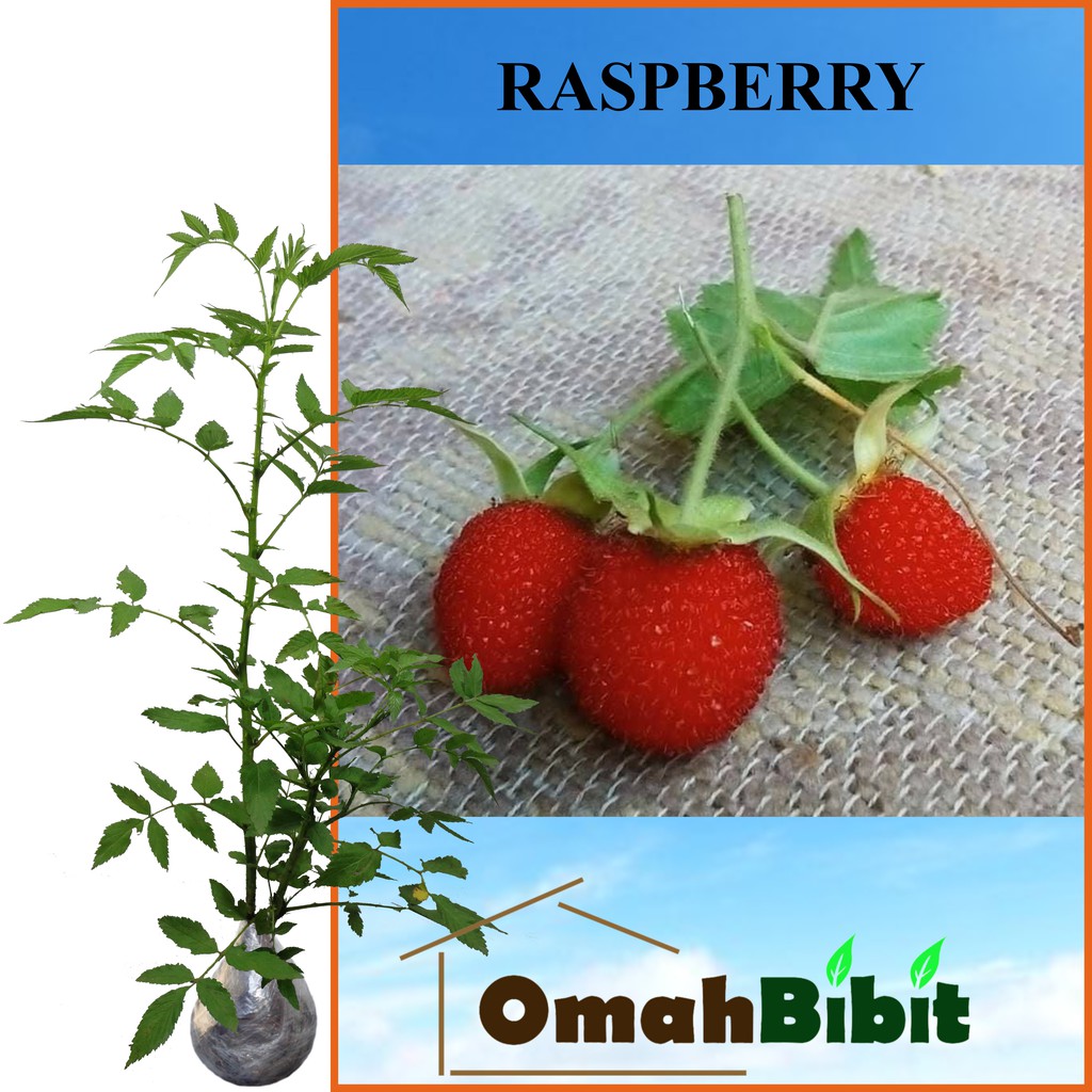Jual Tanaman Raspberry (Tinggi 40-60 cm) | Shopee Indonesia