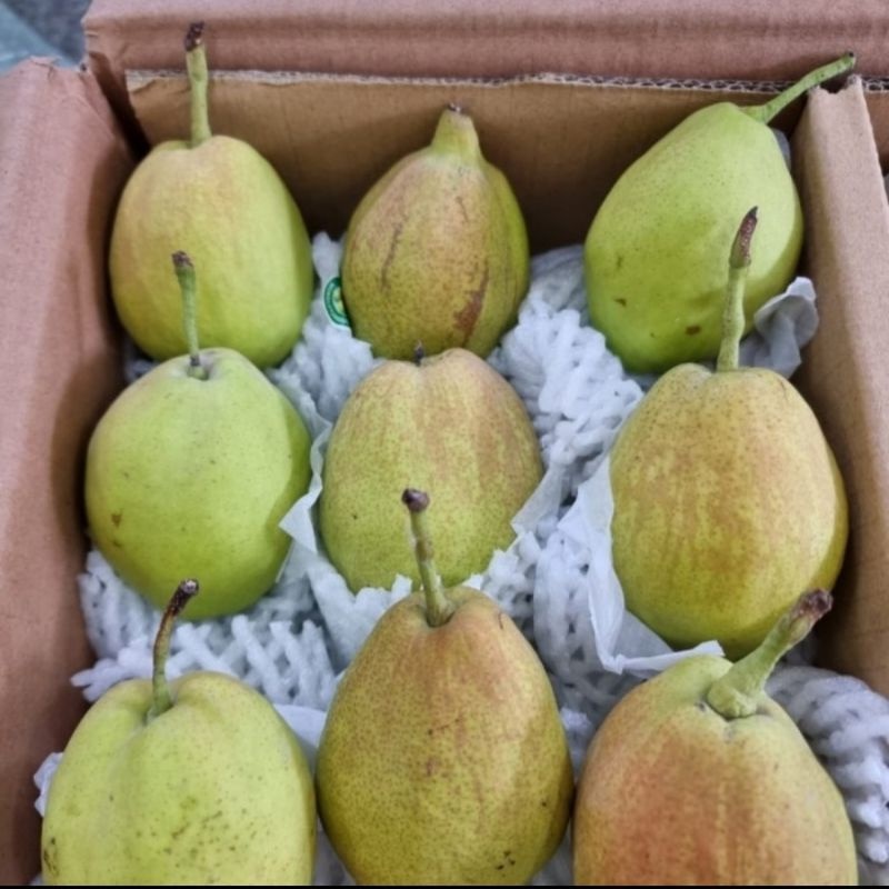 Jual Buah Pear Xiang Lie Per 1kg | Shopee Indonesia