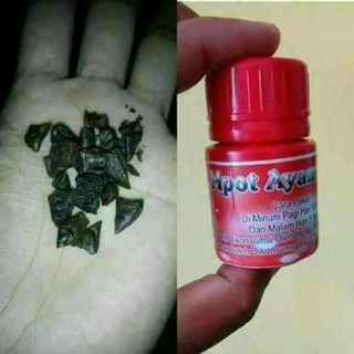 Jual [ASLI 100% ORIGINAL] Empot Ayam / Mpot Ayam / Mpot Momo / mpot ...