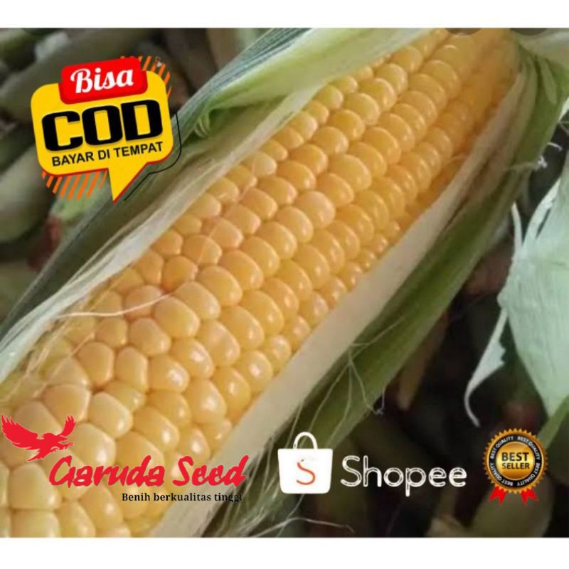 Jual 150 ++ biji benih bibit tanaman JAGUNG MANIS SUPER UNGGUL/sayur ...