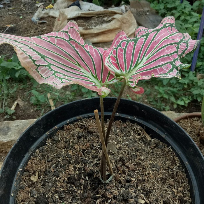 Jual Tanaman hias keladi wayang - pohon keladi wayang - caladium ...