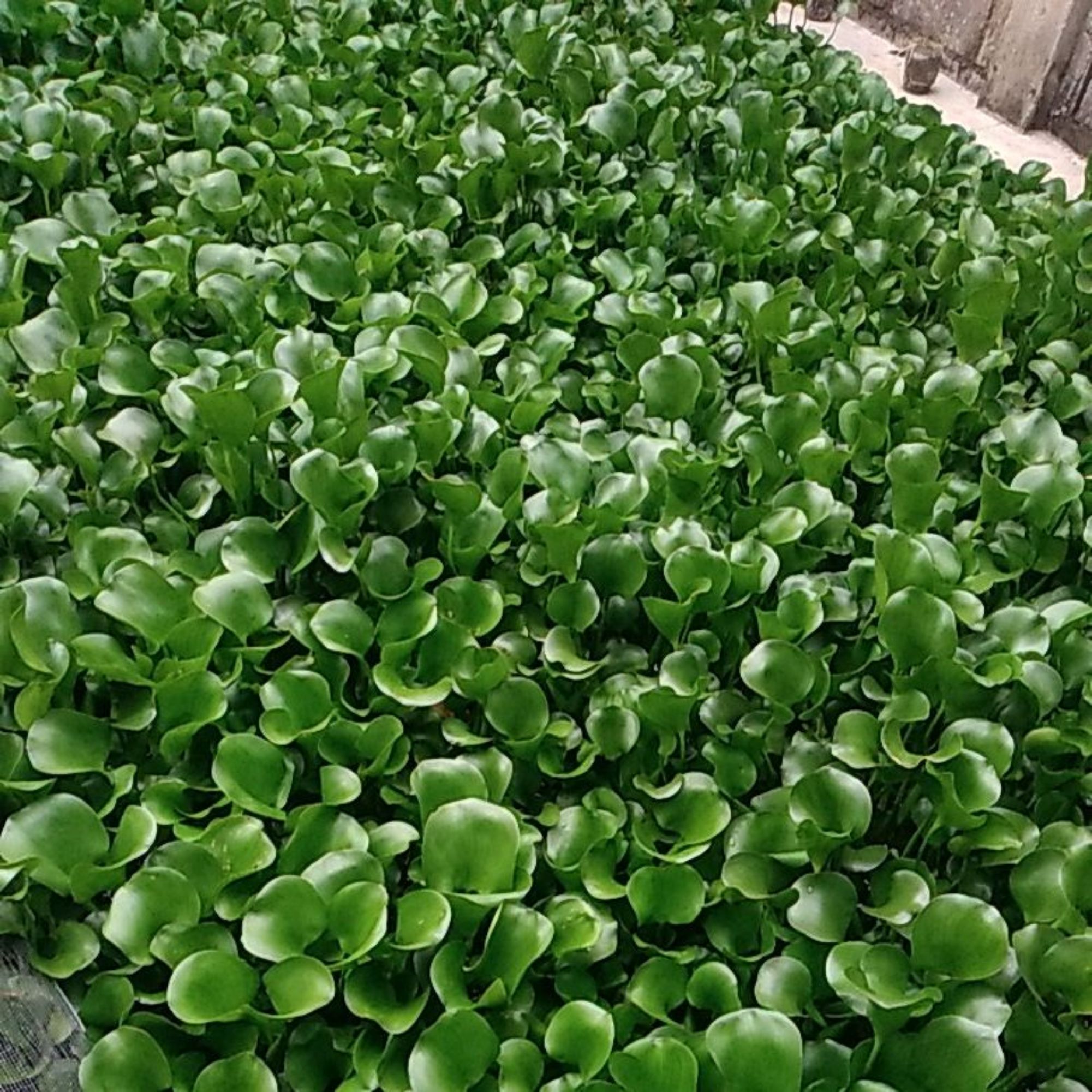 Produk GROSIR ECENG GONDOK | Shopee Indonesia