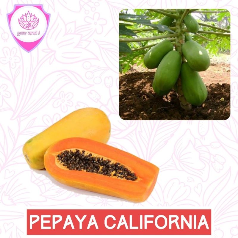 Jual PEPAYA CALIFORNIA [isi-3] Benih Unggu Biji Buahl | Shopee Indonesia