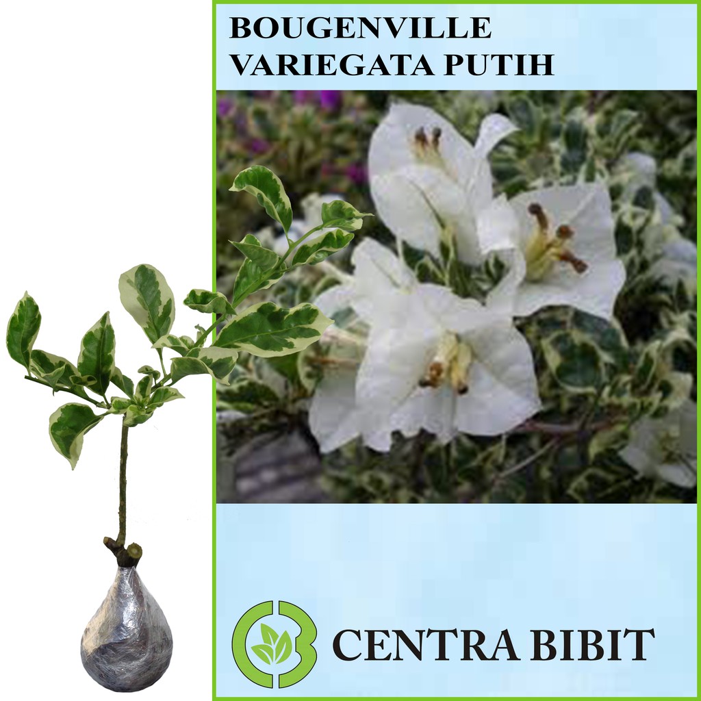 Jual Tanaman Bunga Bougenville Variegata Putih | Shopee Indonesia