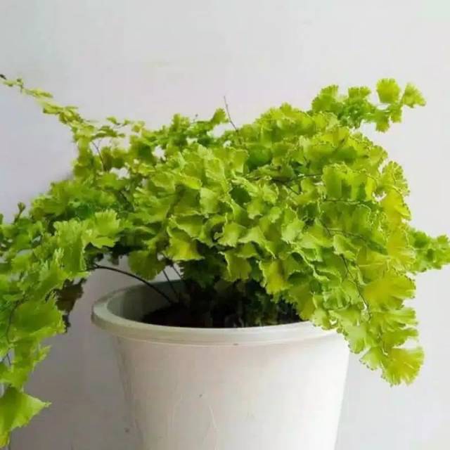 Jual Tanaman hias supril | Shopee Indonesia