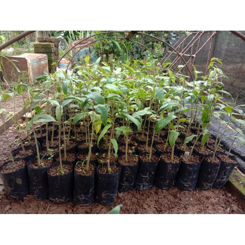 Jual Bibit Tanaman Pohon Gaharu Cabutan (Aquilaria malaccensis ...