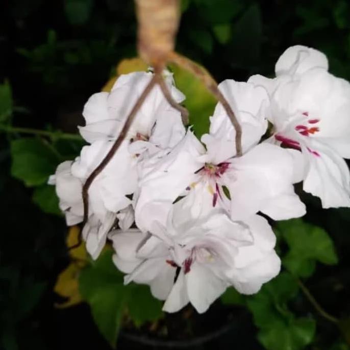 Jual BIBIT TANAMAN HIAS BUNGA GERANIUM PUTIH TANAMAN HIDUP! | Shopee ...