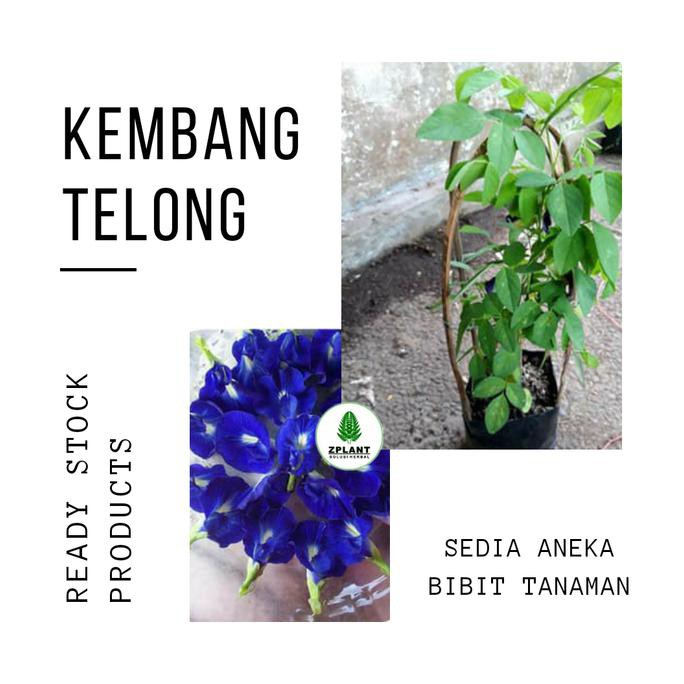 Jual BIBIT KEMBANG TELONG - POHON BUNGA TELANG TANAMAN HERBAL HIAS ...