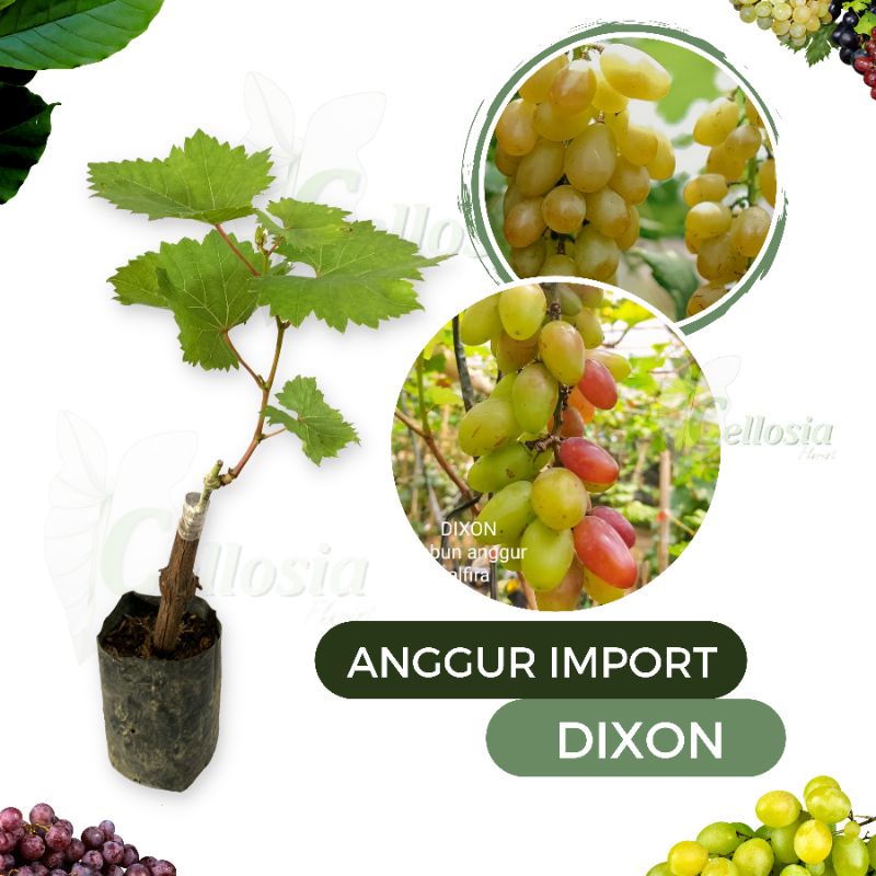 Jual Bibit Tanaman Buah Anggur Import Dixon (Grafting, cepat berbuah ...