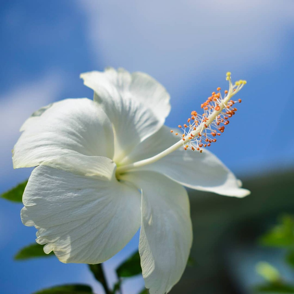 Jual BUNGA SEPATU PUTIH TANAMAN HIBISCUS HIDUP WARNA PUTIH BONUS MAWAR ...