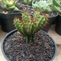 Harga euphorbia baionensis Terbaru Apr 2025 | BigGo Indonesia