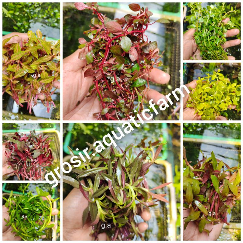 Jual paket stemp plant mix 100 btg-tanaman aquascape | Shopee Indonesia