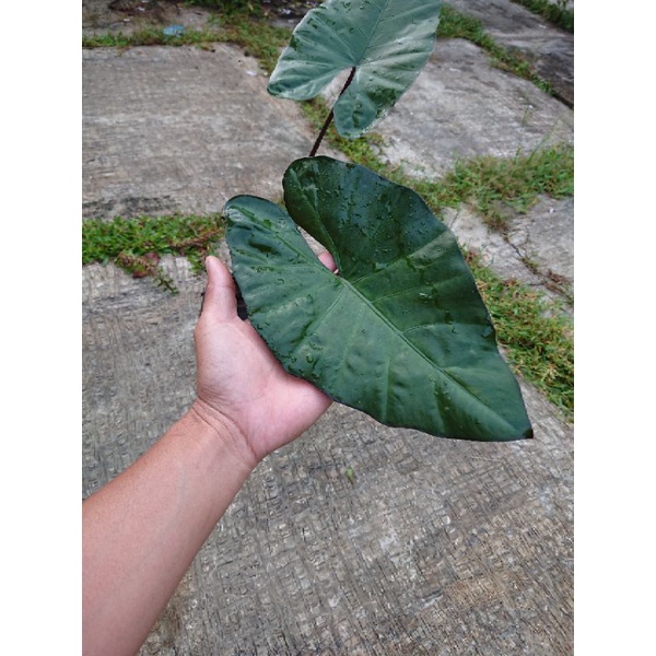 Jual Bibit Anakan Alocasia Plumbea ( sente hitam / Wulung ) | Shopee ...